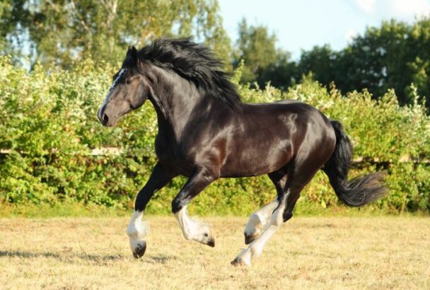 15 Strongest Horse Breeds Around the Globe - Housely