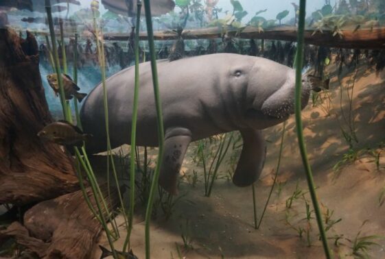 15 Manatee Facts That Will Make You Love Them Even More - Housely