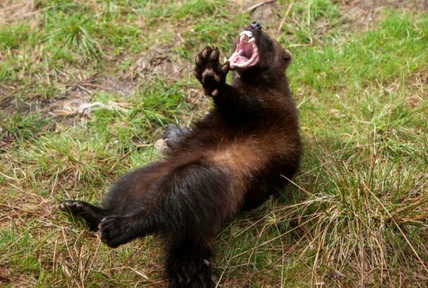 Fun Facts About Wolverines and the 9 U.S. States with the Most ...
