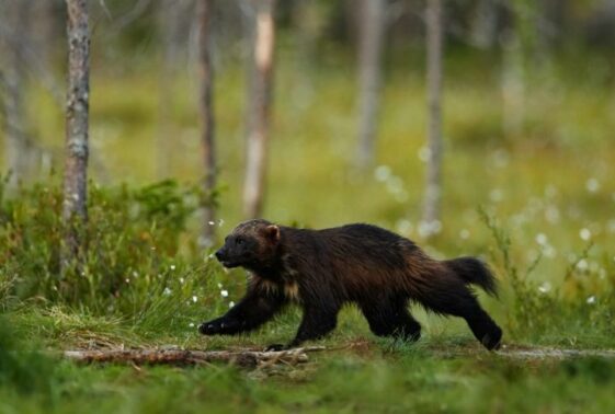 Fun Facts About Wolverines and the 9 U.S. States with the Most ...