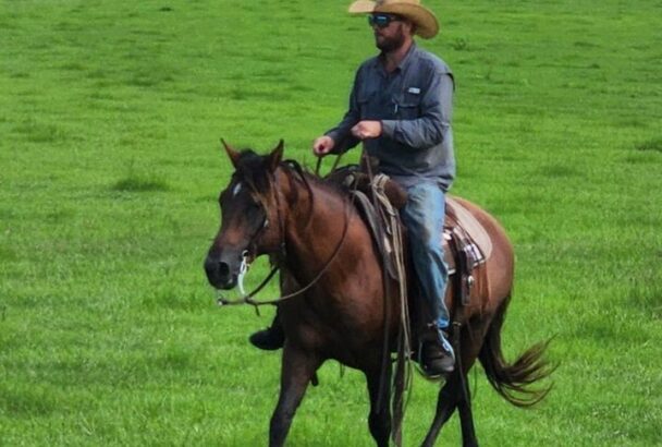 American States With Official Horse Breeds - Housely