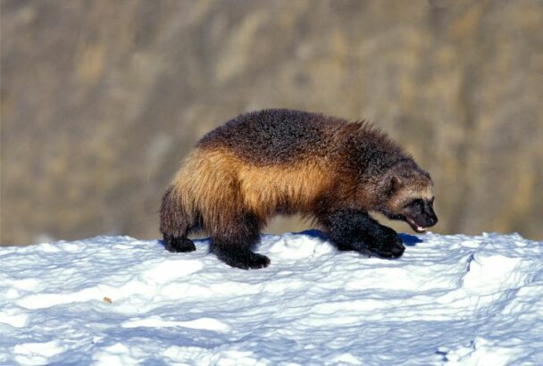 Fun Facts About Wolverines and the 9 U.S. States with the Most ...