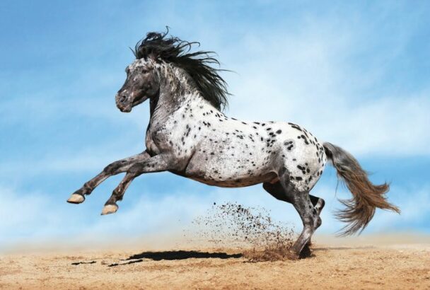 American States With Official Horse Breeds - Housely
