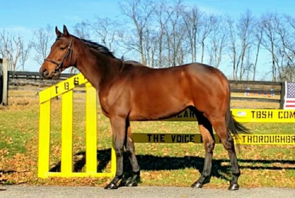 American States With Official Horse Breeds - Housely