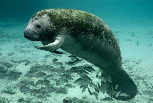 15 Manatee Facts That Will Make You Love Them Even More - Housely