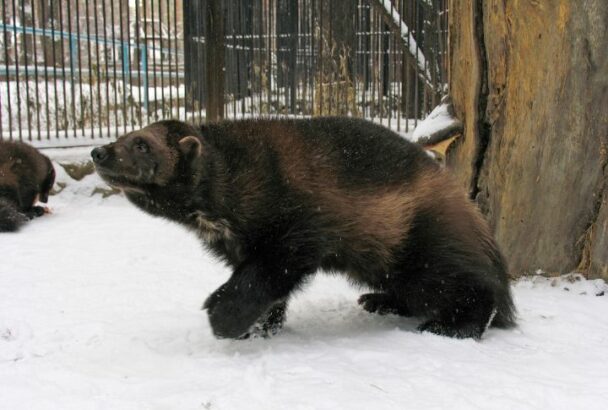 Fun Facts About Wolverines and the 9 U.S. States with the Most ...