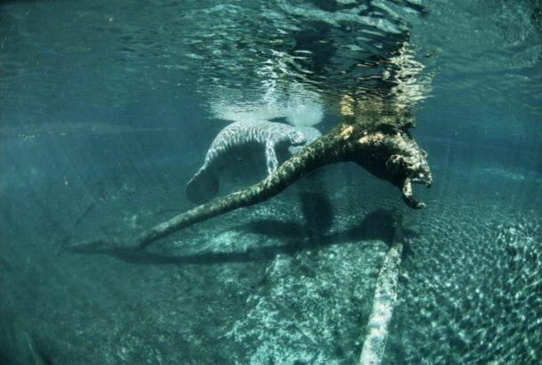 15 Manatee Facts That Will Make You Love Them Even More - Housely