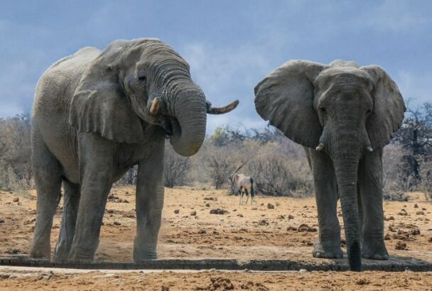 15 Animals with Unique Abilities That Defy Logic - Housely