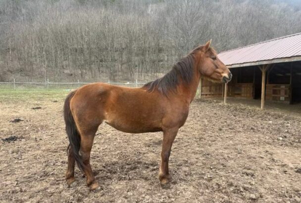 American States With Official Horse Breeds - Housely