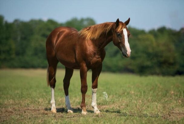 American States With Official Horse Breeds - Housely