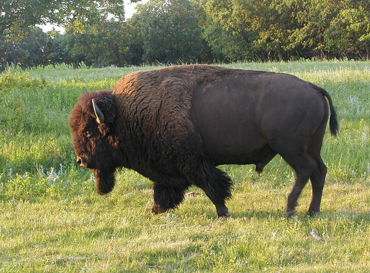 15 Amazing Facts About The Bison - Housely