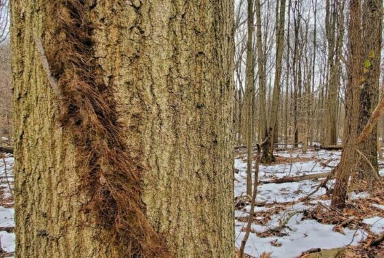 13 Woods You Should Never Burn - Housely