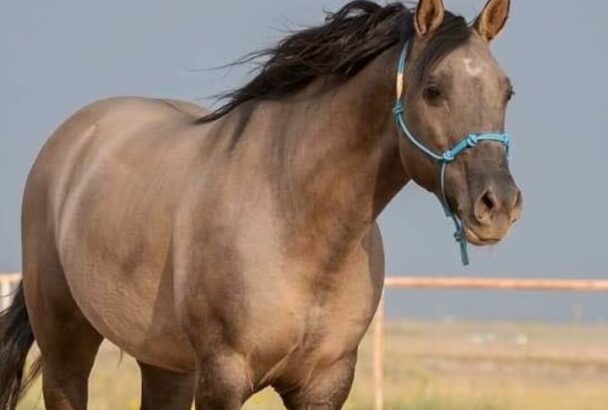 American States With Official Horse Breeds - Housely