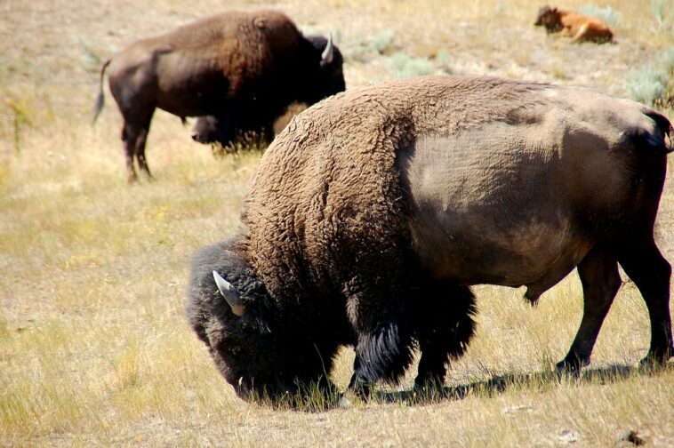 15 Amazing Facts About The Bison - Housely