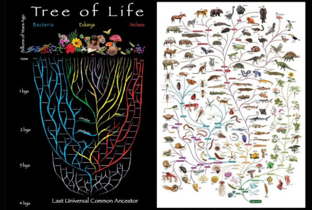 15 Intriguing Facts About LUCA - Housely