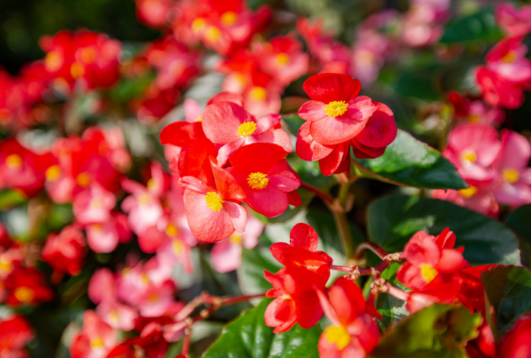 The Hidden Meanings and Origins of 20 Beautiful Flowers - Housely