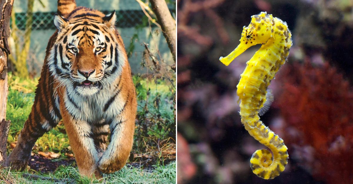 15 Animals with Unique Abilities That Defy Logic - Housely