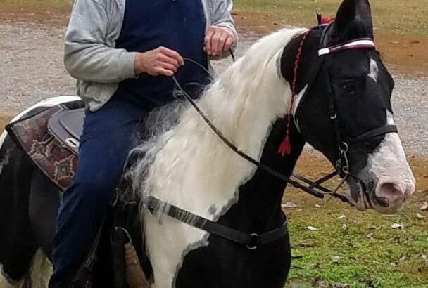 American States With Official Horse Breeds - Housely