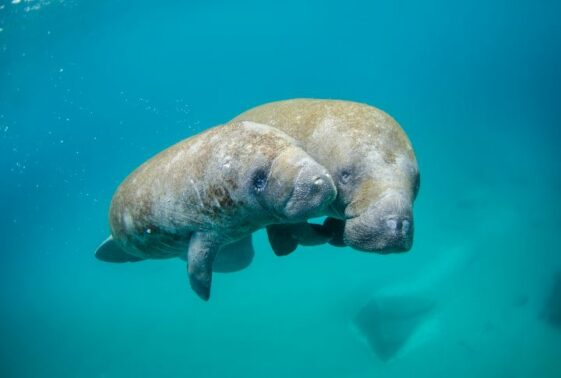 15 Manatee Facts That Will Make You Love Them Even More - Housely