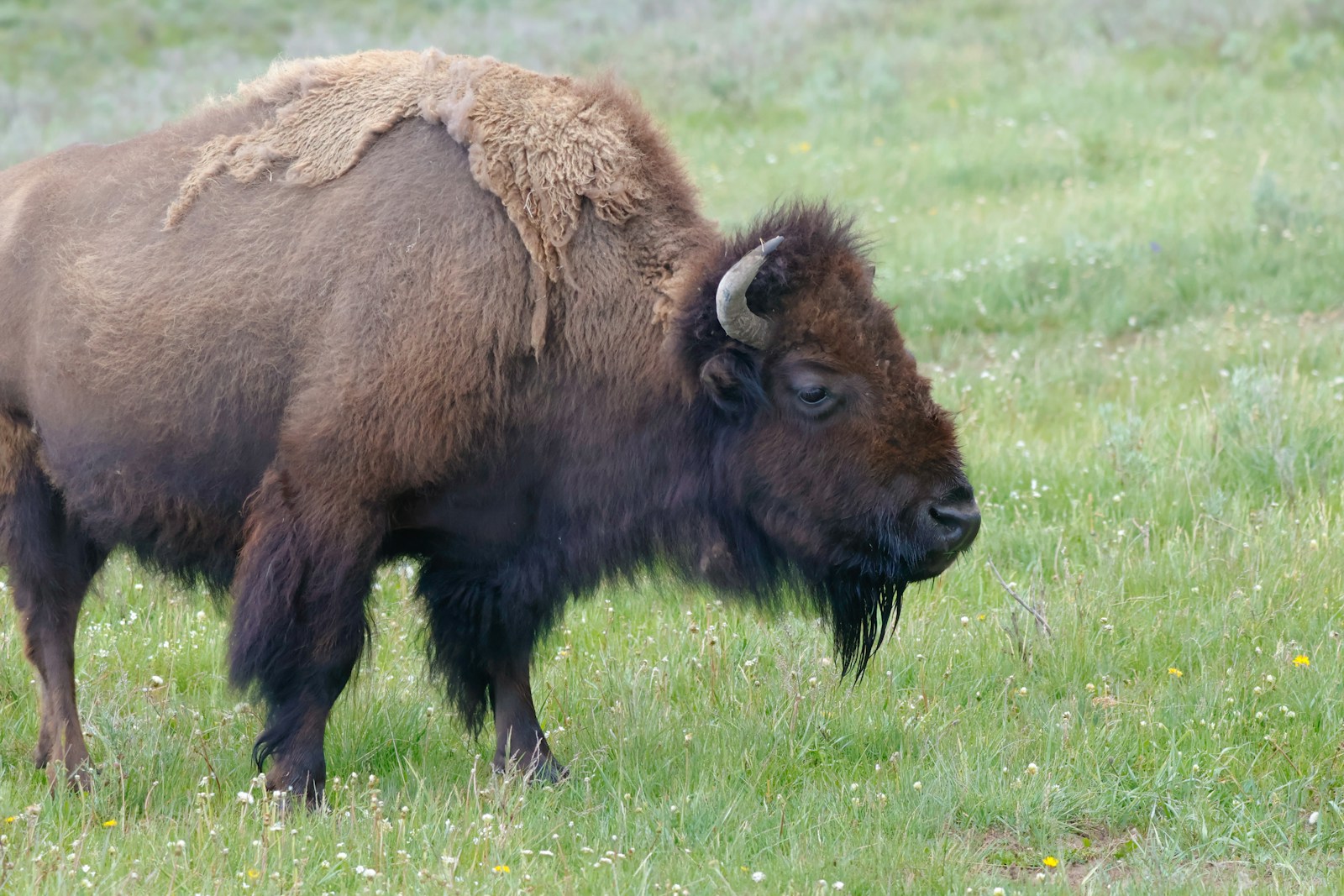 15 Amazing Facts About The Bison - Housely