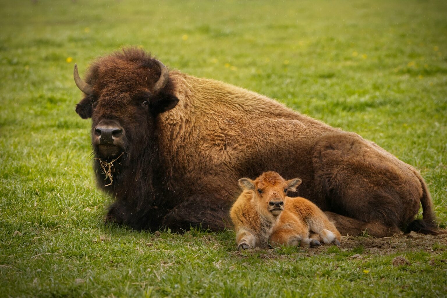 15 Amazing Facts About The Bison - Housely