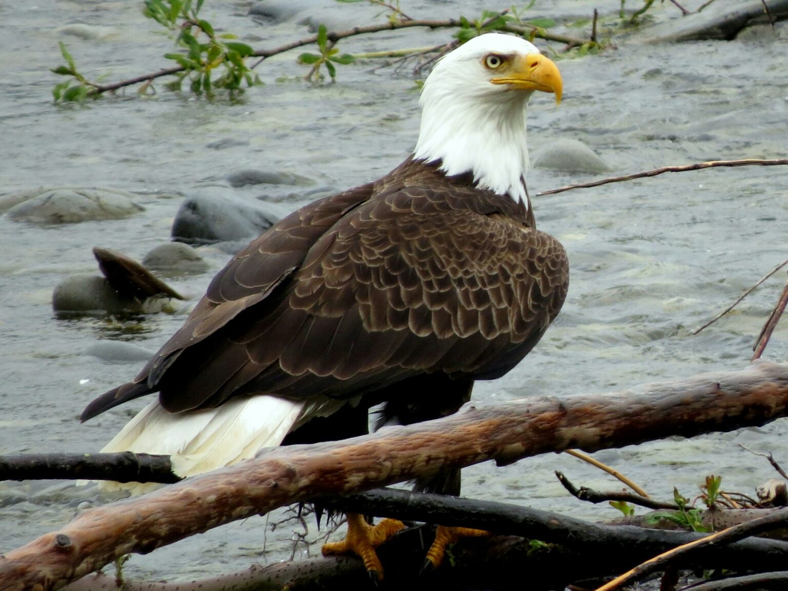 15 Interesting Facts About The Bald Eagle - Housely