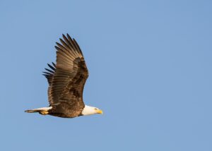 15 Interesting Facts About The Bald Eagle - Housely