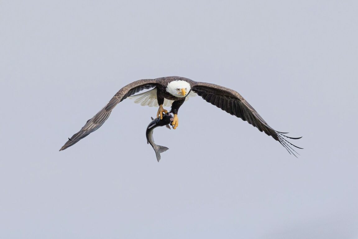 15 Interesting Facts About The Bald Eagle - Housely