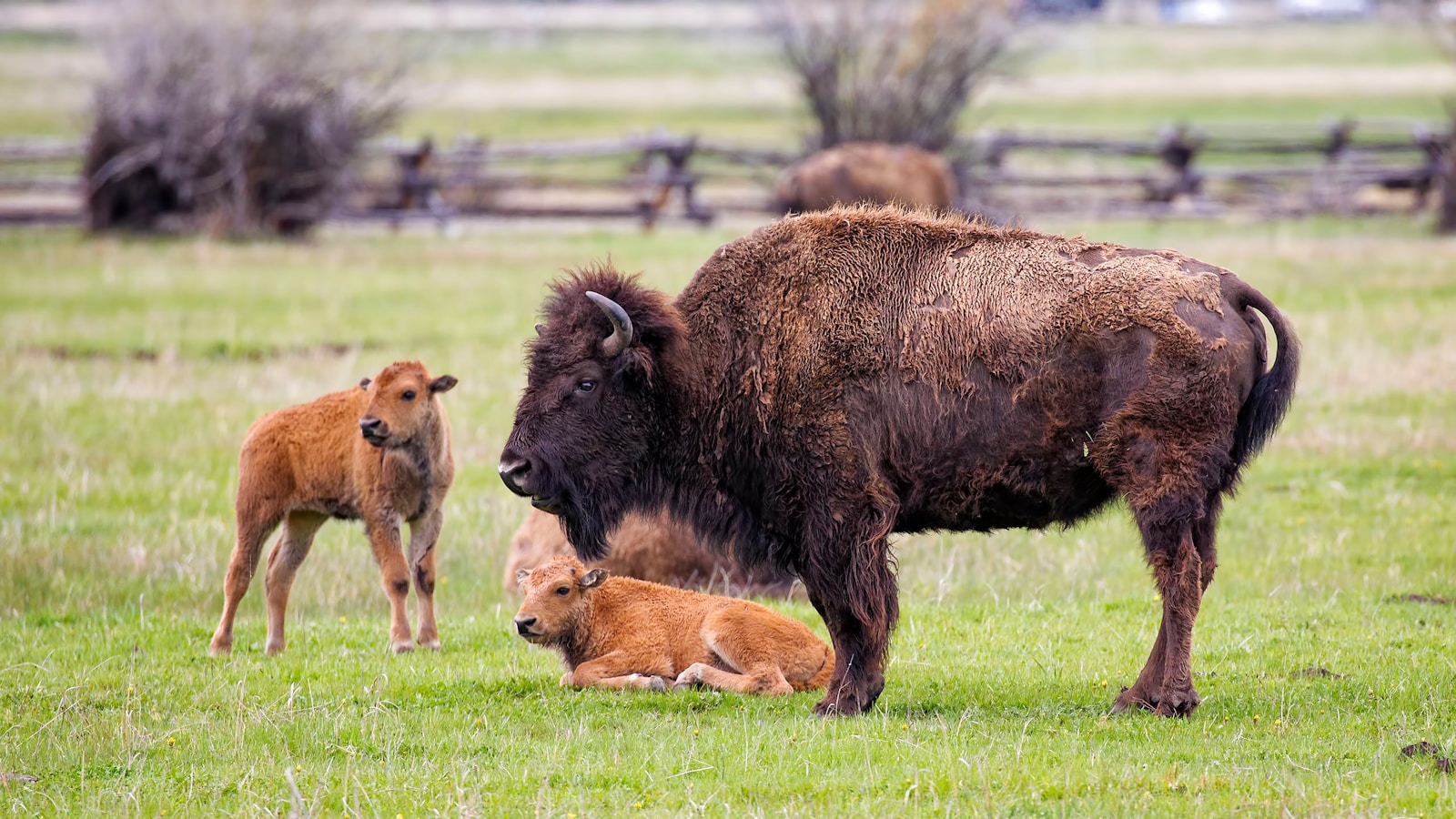 15 Amazing Facts About The Bison - Housely