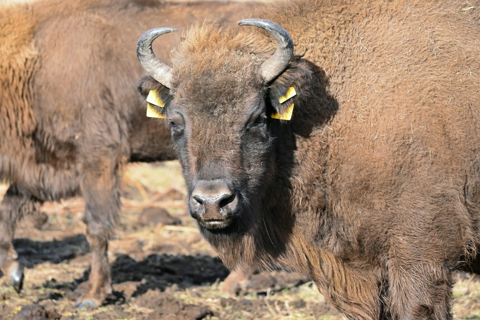 15 Amazing Facts About The Bison - Housely