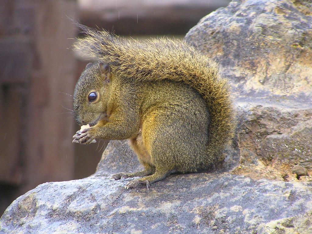 15 Animals That Could Invade Your Home Without You Knowing - Housely