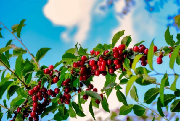 15 Easy-to-Grow Fruit Trees That Bring Juicy Rewards to Your Home ...