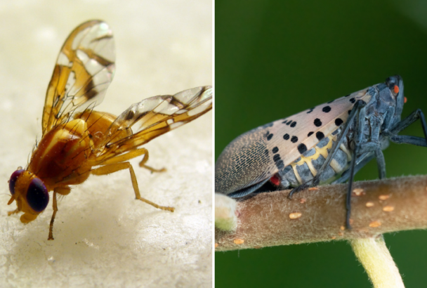 15 Insects Threatening Ecosystems in the US - Housely