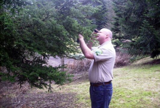 Tree Trouble? 15 Ways To Resolve Disputes With Neighbors - Housely