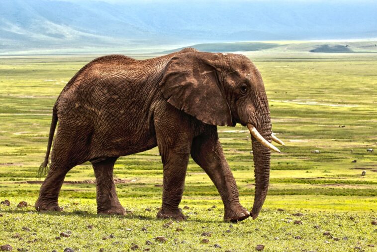 15 Species That Were Thought Extinct But Recently Reappeared - Housely