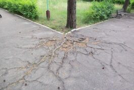 Tree Trouble? 15 Ways To Resolve Disputes With Neighbors - Housely