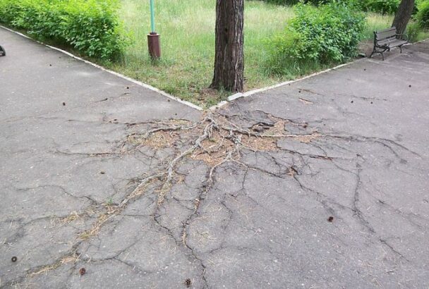 Tree Trouble? 15 Ways To Resolve Disputes With Neighbors - Housely