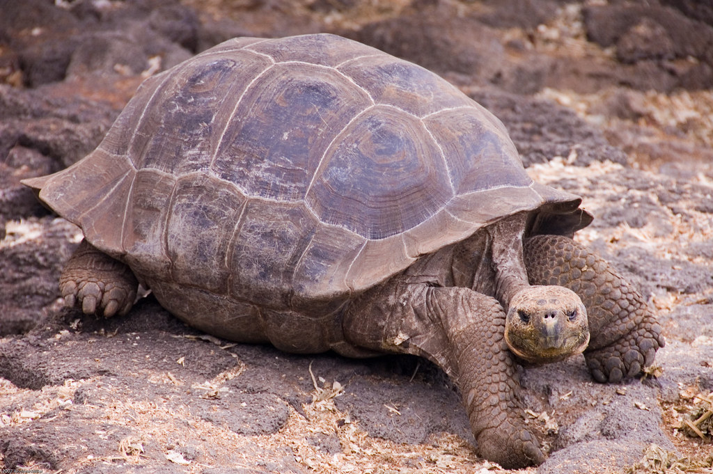 15 Species That Were Thought Extinct But Recently Reappeared - Housely