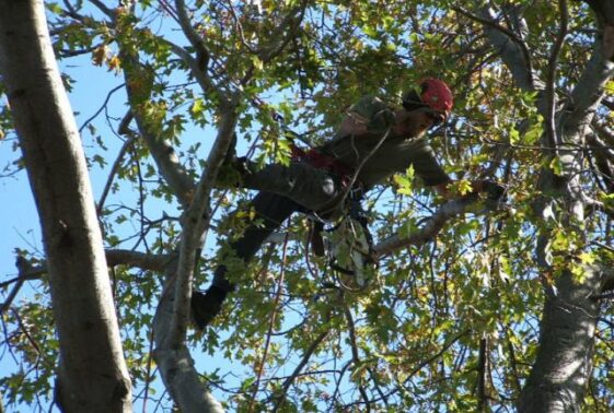 Tree Trouble? 15 Ways To Resolve Disputes With Neighbors - Housely
