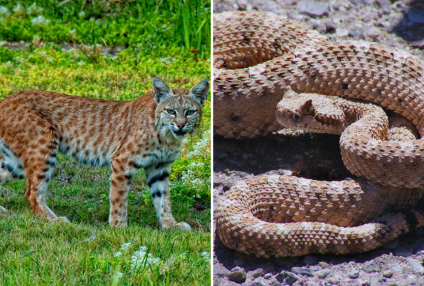 15 Animals That Prey on Rattlesnakes - Housely
