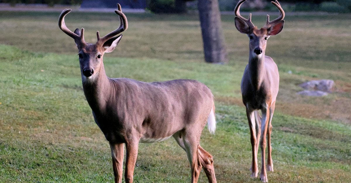 15 States Where White-Tailed Deer Roam in Abundance - Housely