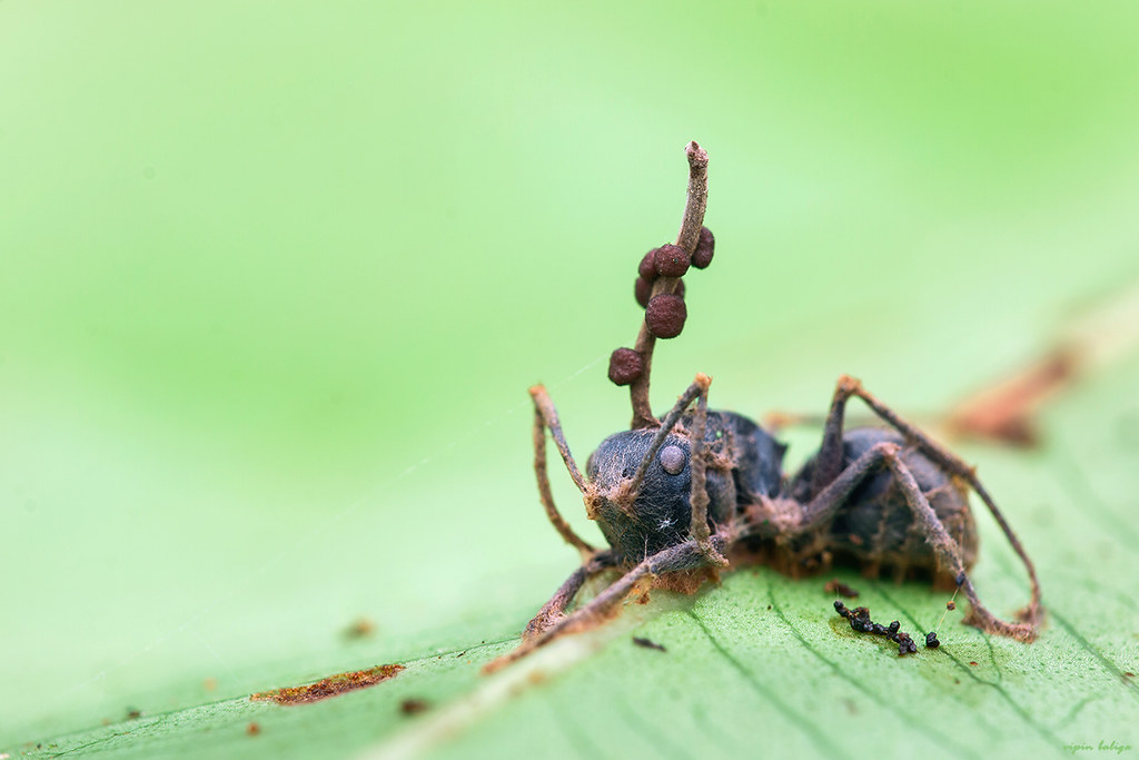 14 Animals That Are Guaranteed to Make Your Skin Crawl - Housely