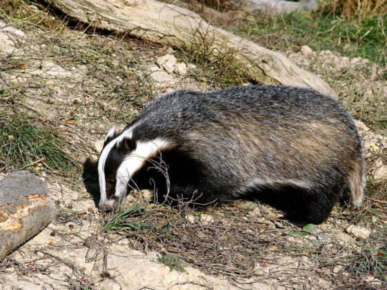 14 Animals That Are Guaranteed to Make Your Skin Crawl - Housely