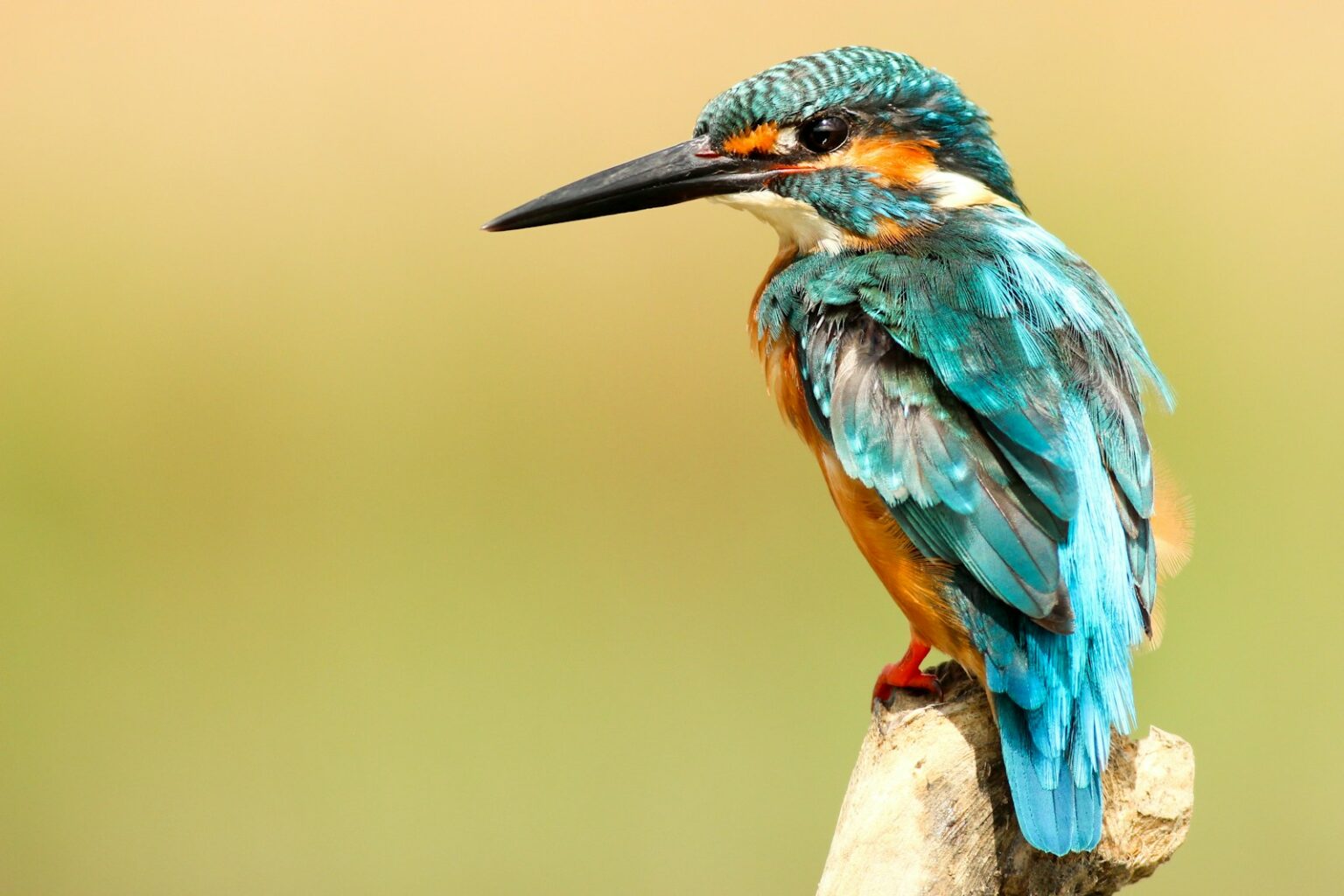 15 Interesting Facts About Nature That Are Lit - Housely