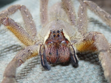 15 Animals You Should Never Touch - Housely