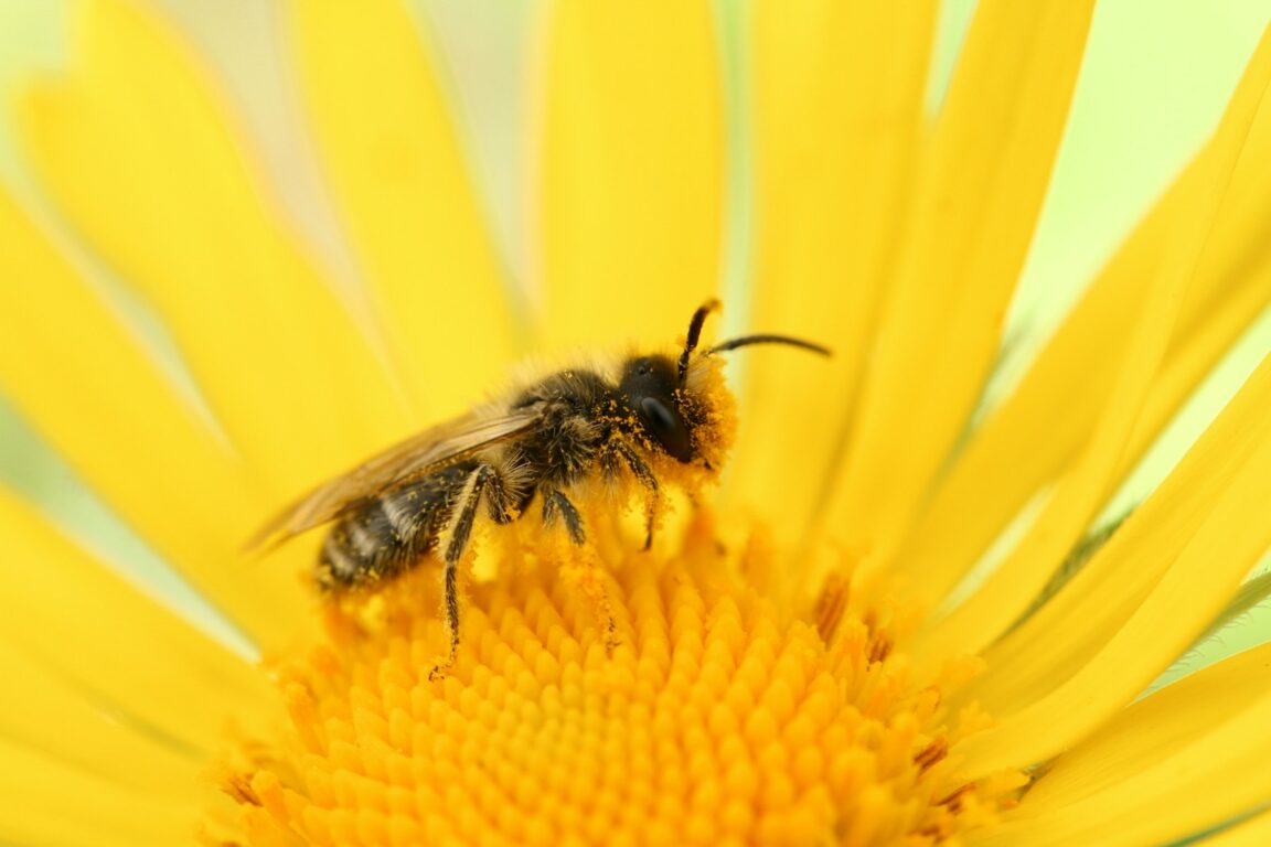 15 Interesting Facts About Nature That Are Lit - Housely