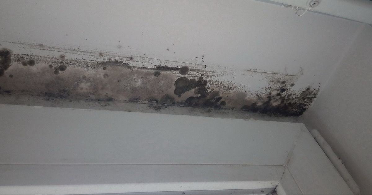 How To Combat Mold Formation In Your House - Housely