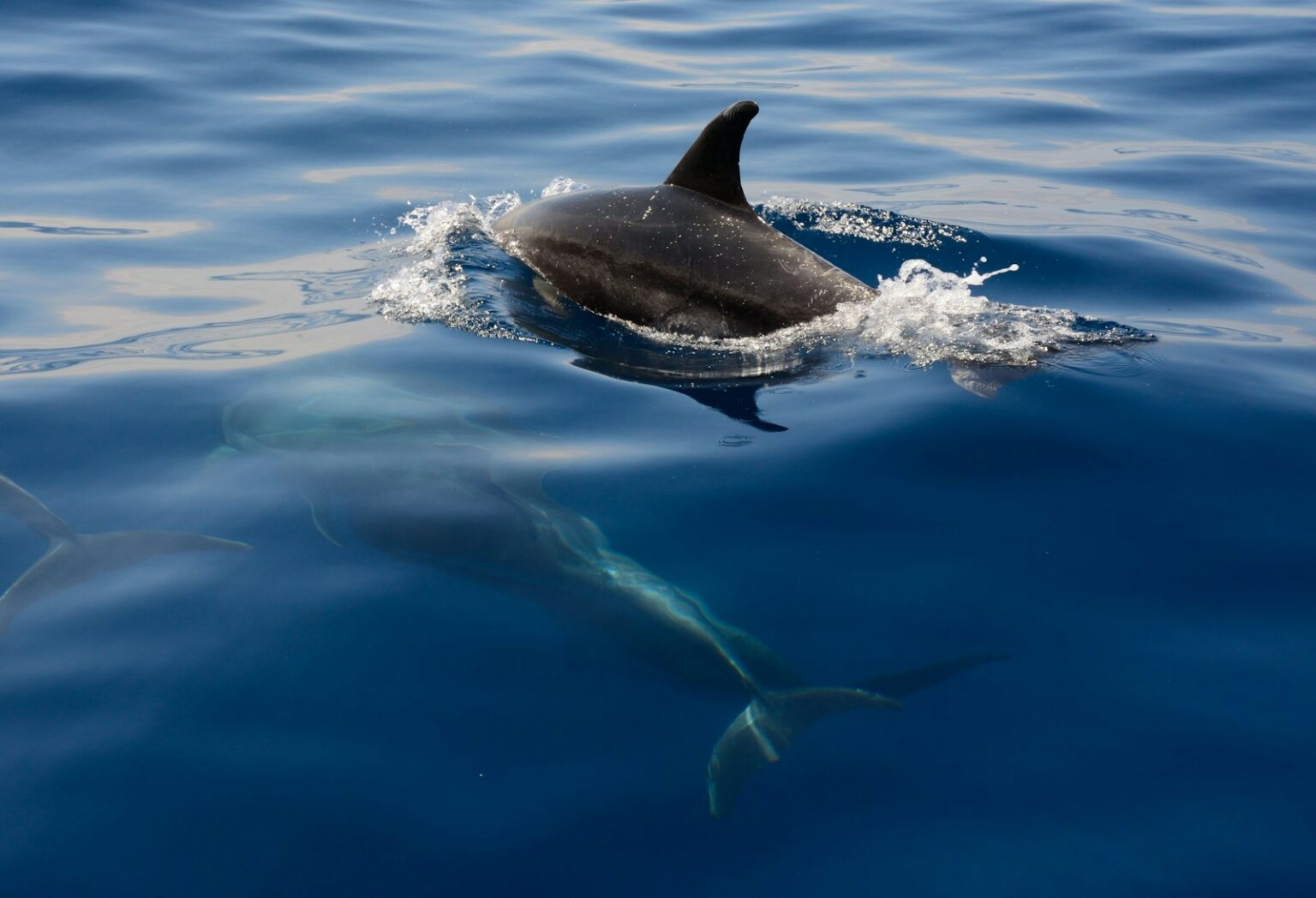 15 Interesting Facts About Nature That Are Lit - Housely