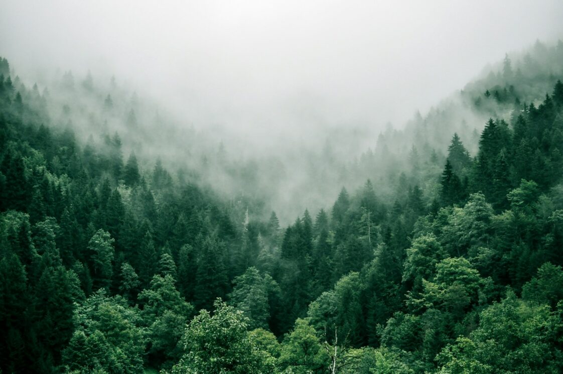 15 Interesting Facts About Nature That Are Lit - Housely