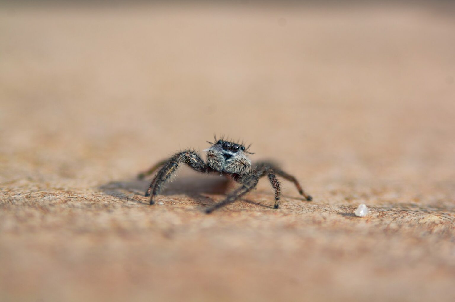 15 Animals That Could Invade Your Home Without You Knowing - Housely